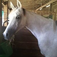 Down in the Hollow by Timothy Hobbs | Goodreads