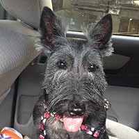 Gideon the Cutpurse (The Gideon Trilogy, #1) by Linda Buckley-Archer ...