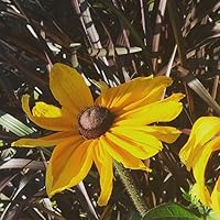 Red Hot Salsa: Bilingual Poems on Being Young and Latino in the United ...