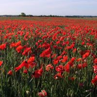 The Scarlet Sisters: My nanna’s story of secrets and heartache on the ...