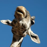 Restavec: From Haitian Slave Child to Middle-Class American by Jean ...