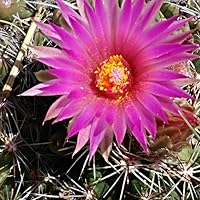 Mama Does Time (A Mace Bauer Mystery, #1) by Deborah Sharp | Goodreads