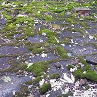 Schild's Ladder by Greg Egan | Goodreads