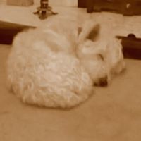 The Gnole by Alan Aldridge | Goodreads