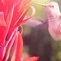 The Copper Revolution: Quick Start Guide and Companion Journal by Jason ...