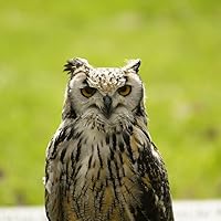 Reign of the Marionettes by Sheena Macleod | Goodreads