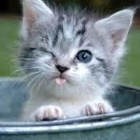 The Night They Stormed Eureka by Jackie French | Goodreads