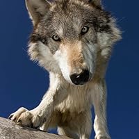 Entangled by Colette Gale | Goodreads