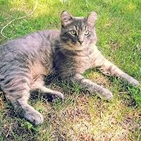 The Girl in His Shadow (Nora Beady, #1) by Audrey Blake | Goodreads