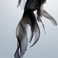 The Last Witness (Corpus #1.5) by Jessica Khoury | Goodreads