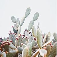 Coyote Steals the Blanket: A Ute Tale (Ute Tales) by Janet Stevens ...