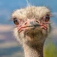 Sootface: An Ojibwa Cinderella Story by Robert D. San Souci | Goodreads