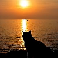 Sand Dollar Summer by Kimberly K. Jones | Goodreads