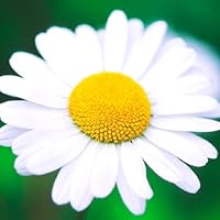 Rootless (Rootless, #1) by Chris Howard | Goodreads