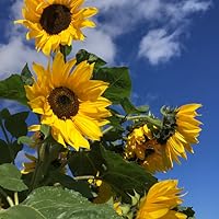 A Handful of Time by Kit Pearson | Goodreads