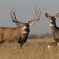 Lost Deer Camp (Hometown Hunters, 6) by Lane Walker | Goodreads