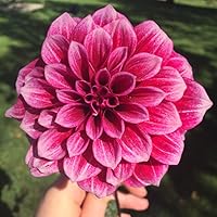 The Hatmakers (Cordelia Hatmaker, #1) by Tamzin Merchant | Goodreads