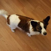 Lumina: Volume 1 - The Dragonlite Legacy by Paddy Tyrrell | Goodreads