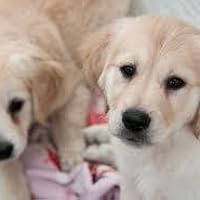 The Day They Came to Arrest the Book by Nat Hentoff | Goodreads