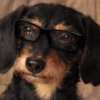 Good Dog by Graham Chaffee | Goodreads