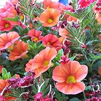 Alone in an Untamed Land: The Filles Du Roi Diary of Helene St. Onge by ...