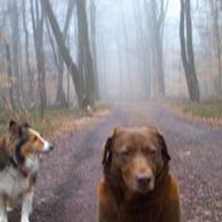 The Snow Falcon by Stuart Harrison | Goodreads