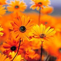 Snake Pilot: Flying the Cobra Attack Helicopter in Vietnam by Randy R ...