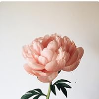 The Crystal Seer: Power Crystals for Magic, Meditation & Ritual by Judy ...