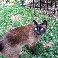 How Lunchbox Jones Saved Me from Robots, Traitors, and Missy the Cruel ...