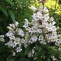 The Hope Chest by Karen Schwabach | Goodreads