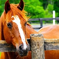 The Dream Walker by Victoria Carless | Goodreads