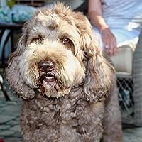 On Call: A Doctor's Days and Nights in Residency by Emily R. Transue ...