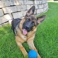 Zitface by Emily Howse | Goodreads