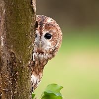 The Undertaker's Assistant by Amanda Skenandore | Goodreads