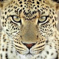 Thorne Princess by L.J. Shen | Goodreads