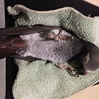 Taiwan: A New History by Murray A. Rubinstein | Goodreads