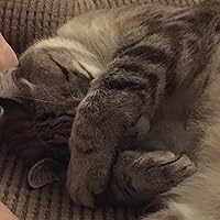 Pathogenesis: A History of the World in Eight Plagues by Jonathan ...