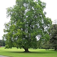 This Is Not My Beautiful Life: A Memoir by Victoria Fedden | Goodreads