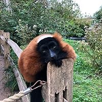 Perfect London Walk by Daniel Curley | Goodreads