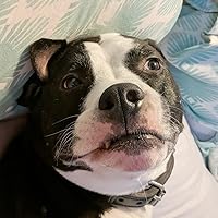 Zombie Rules (Zombie Rules #1) by David Achord | Goodreads