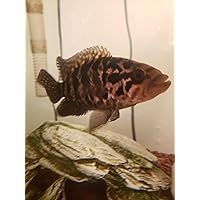 Who Was Jesse Owens? by James Buckley Jr. | Goodreads