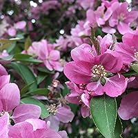 The Life She Left Behind (The Santina Crown, #0.5) by Maisey Yates ...