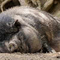 The Lesser Devil (The Sun Eater, #1.5) by Christopher Ruocchio | Goodreads