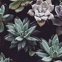 The Standard Book of Spells, Grade 1 by Miranda Goshawk | Goodreads