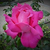 Over The Moon (Mageverse #3.5) by Angela Knight | Goodreads