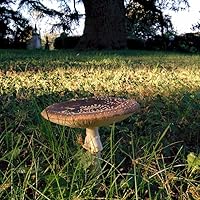 Compass Rose (Compass Rose, #1) by Anna Burke | Goodreads