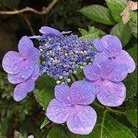 Divine Mortals (Divine Mortals, #1) by Amanda M. Helander | Goodreads