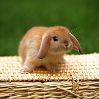 Wolf Mark by Joseph Bruchac | Goodreads