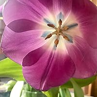 Remembering Shanghai: A Memoir of Socialites, Scholars and Scoundrels ...