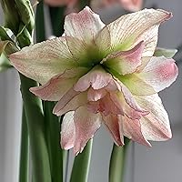 The Alexiad by Anna Comnena | Goodreads